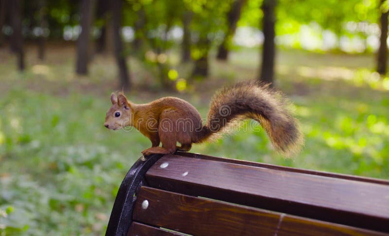 Cute Red Squirrel Sitting in a Park Stock Image - Image of summer ...