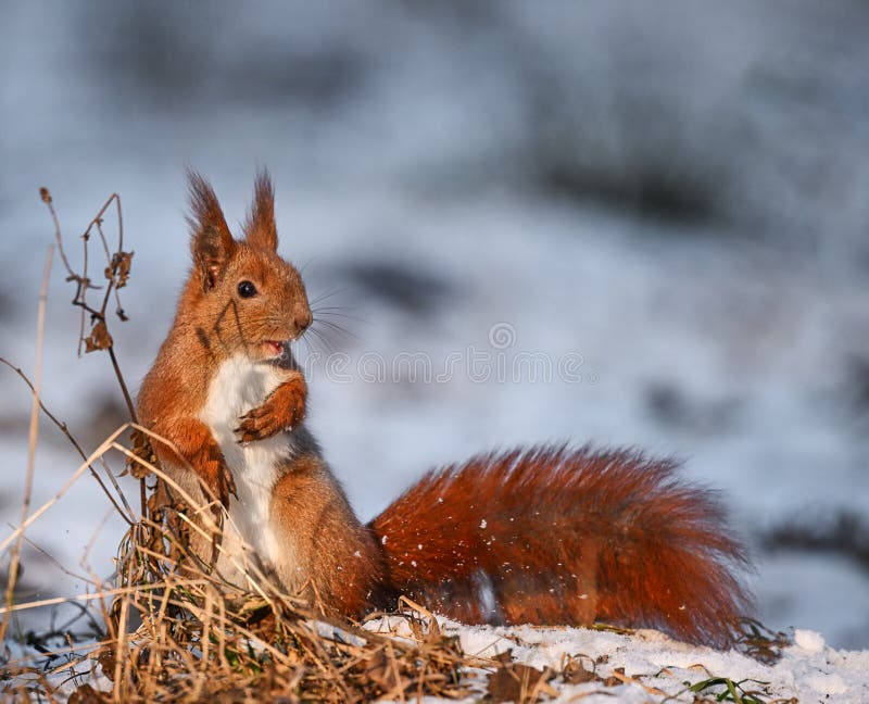 Cute Red Squirrel Standing in a Funny Pose, Full of Energy and ...