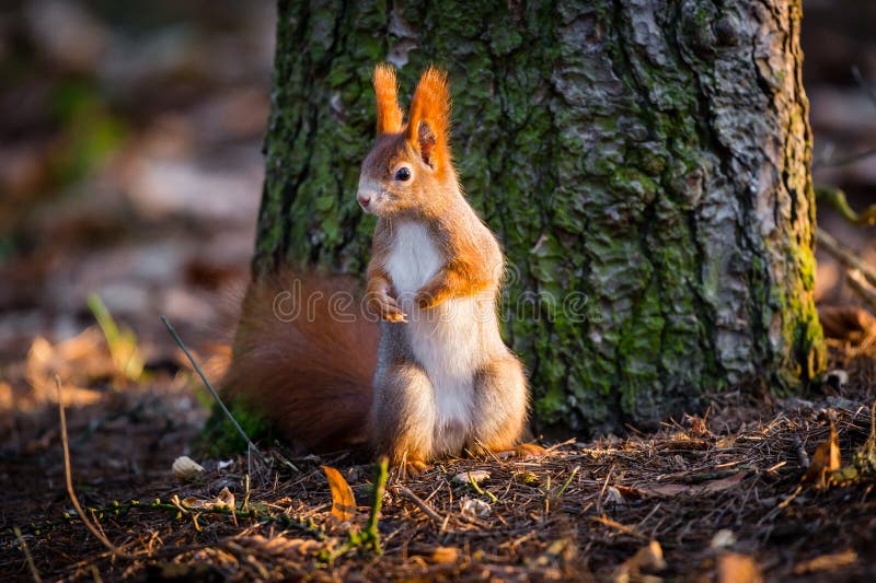 Cute Red Squirrel Watches Forest Warily Stock Image - Image of creature ...