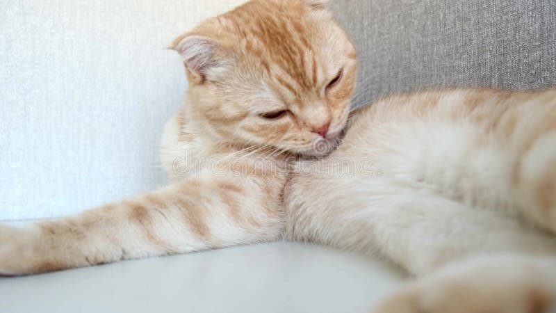 Cute Red Striped Cat Breed Scottish Fold Lying on the White Shelf and ...