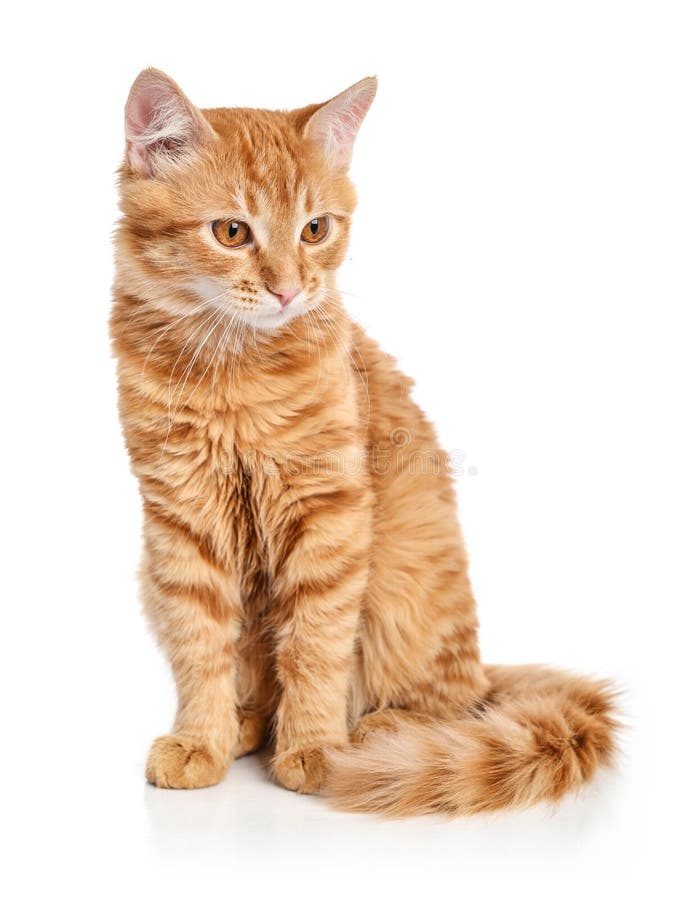 Portrait of red tabby cat stock photo. Image of kitten - 218944704
