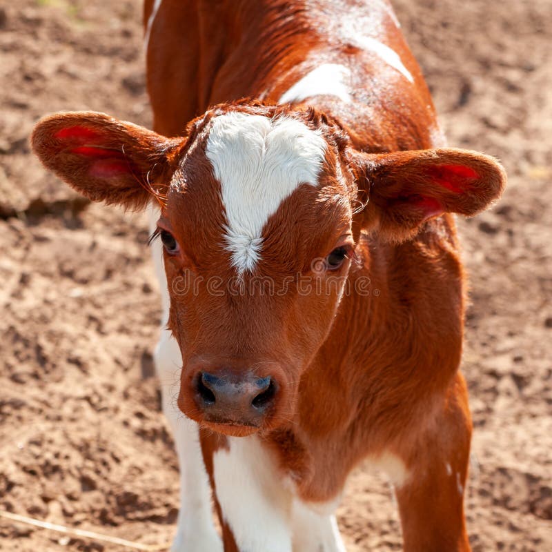 Cute red and white calf stock photo. Image of love, grass - 211569428