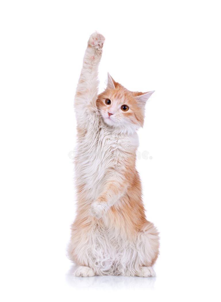 421 Kitten Waving Stock Photos - Free & Royalty-Free Stock Photos from ...