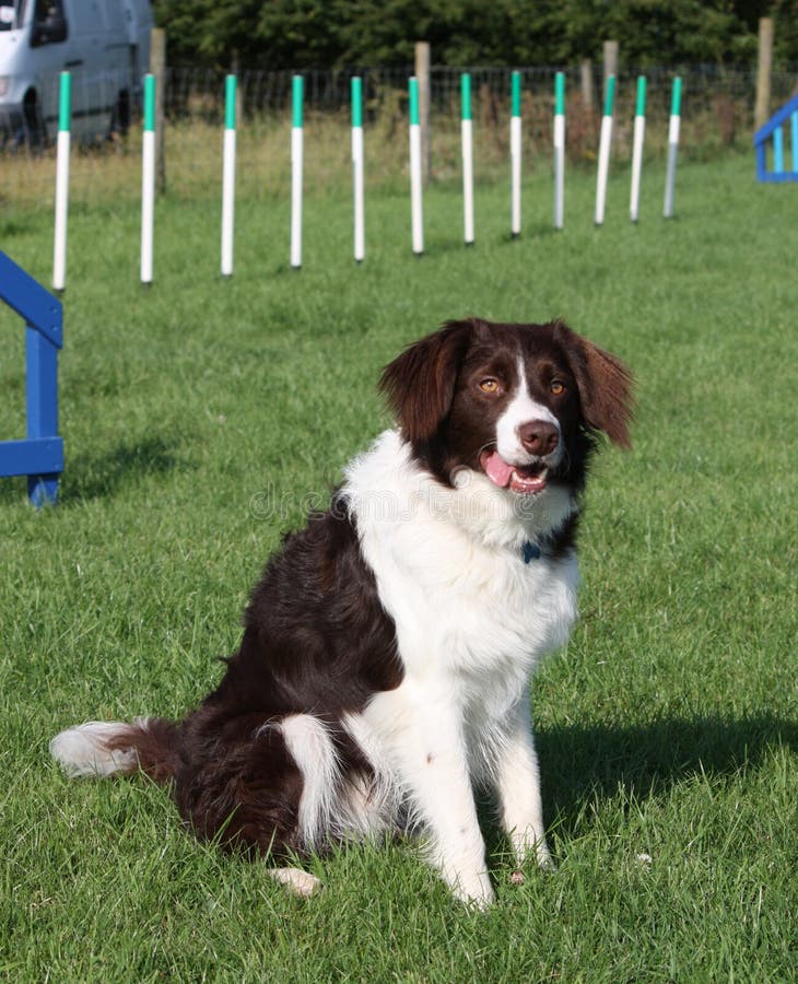 A Cute Red and White Spaniel Collie Cross Pet Working Dog Stock Photo ...