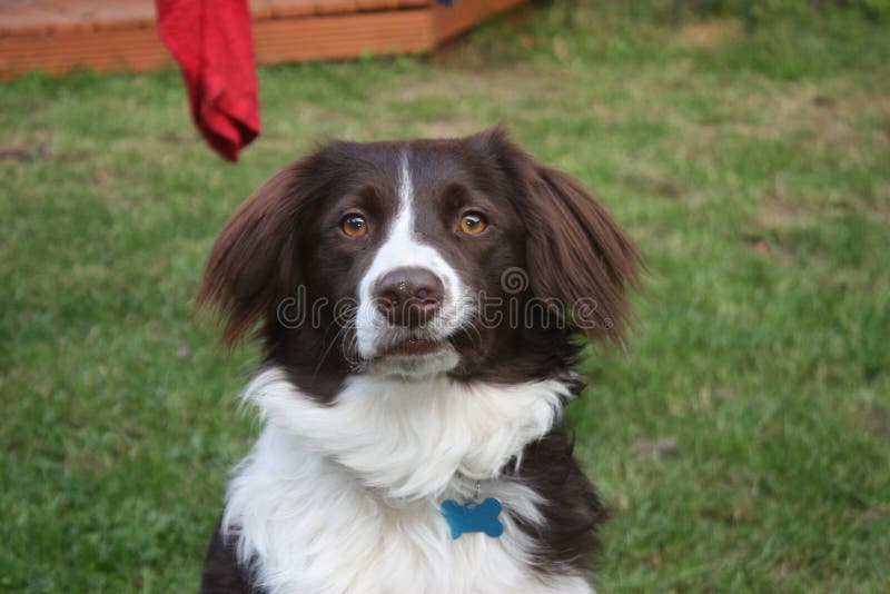 A Cute Red and White Spaniel Collie Cross Pet Working Dog Stock Image ...
