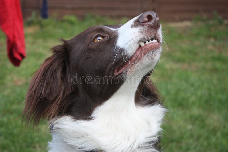 A Cute Red and White Spaniel Collie Cross Pet Working Dog Stock Photo ...