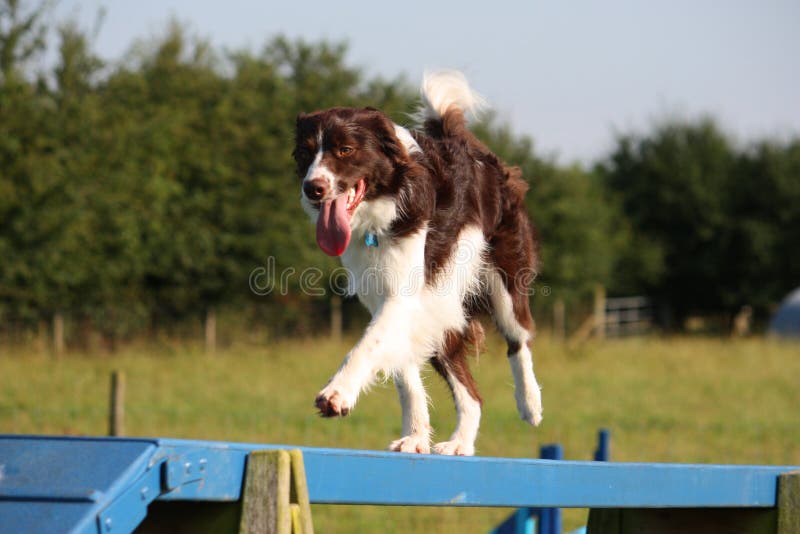 A Cute Red and White Spaniel Collie Cross Pet Working Dog Doing Ag ...