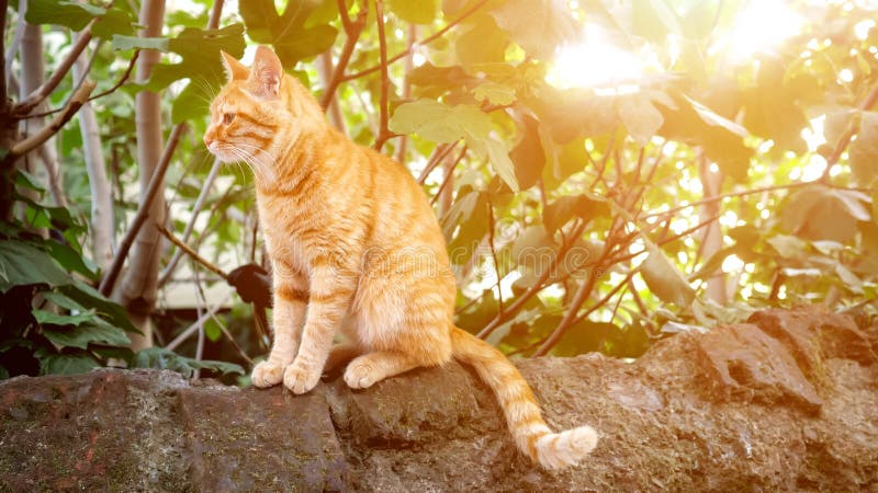 Cute Redhead Cat Sitting on a Stone and Looking into the Camera Stock ...