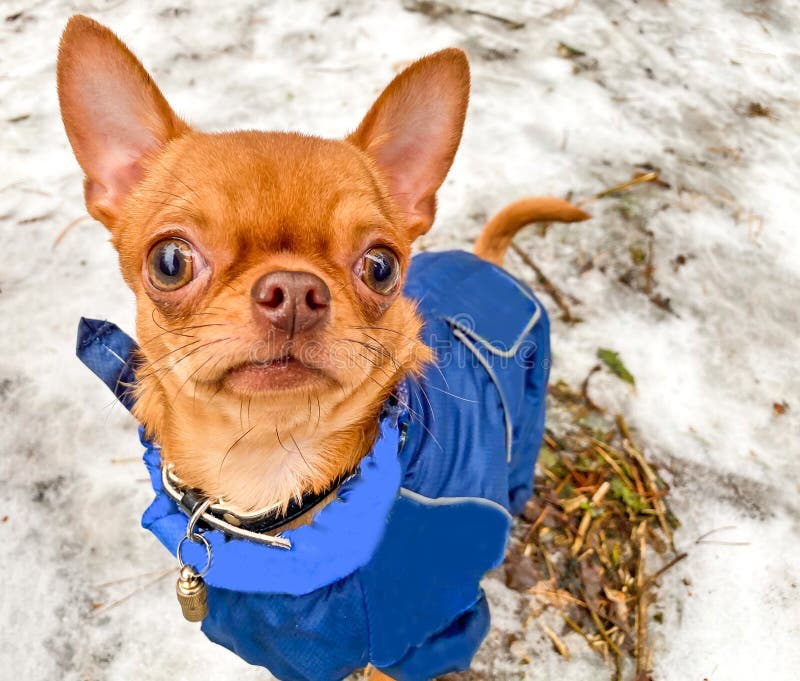 Cute redhead dog Chihuahua stock image. Image of outdoors - 170571251