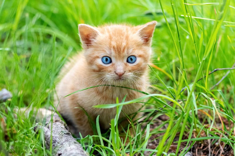 Cute Redhead Kitten in the Garden among the Green Grass Stock Image ...