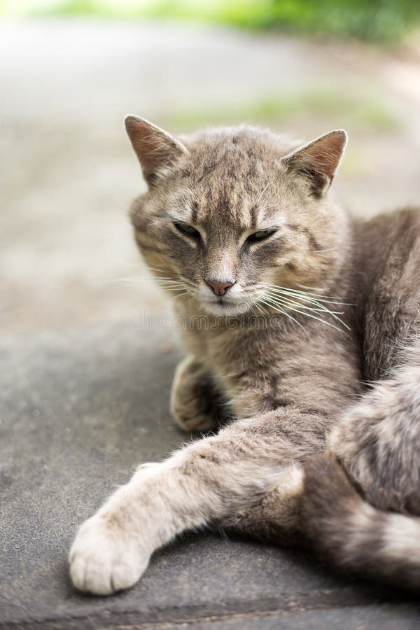 Cute resting cat close-up stock image. Image of portrait - 142493197