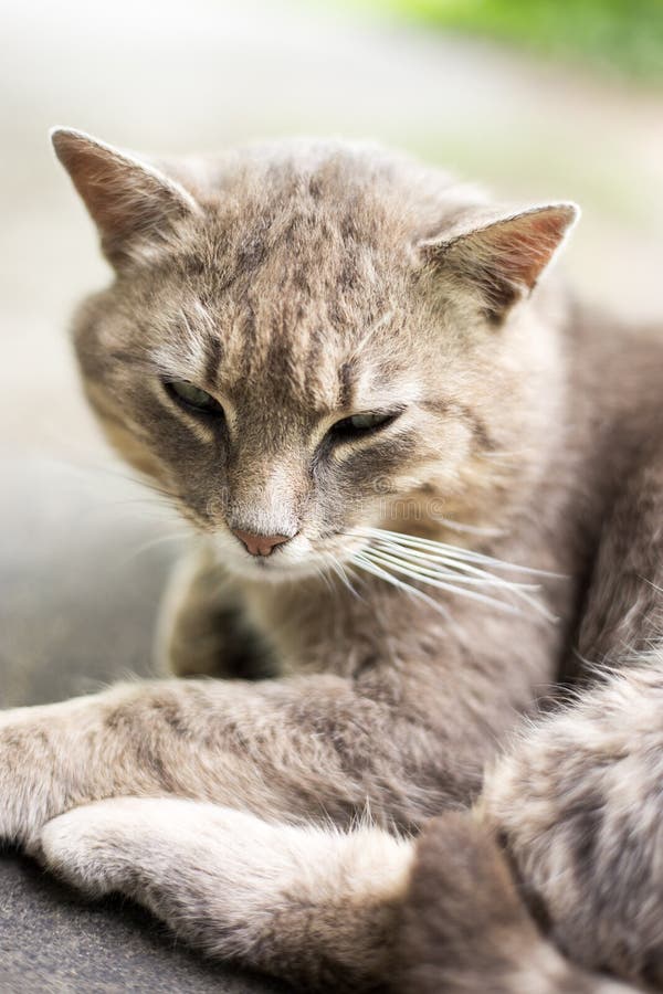 Cute resting cat close-up stock photo. Image of posing - 143171108