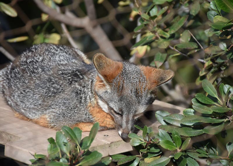 Cute Resting and Relaxing Channel Island Fox Stock Photo - Image of ...