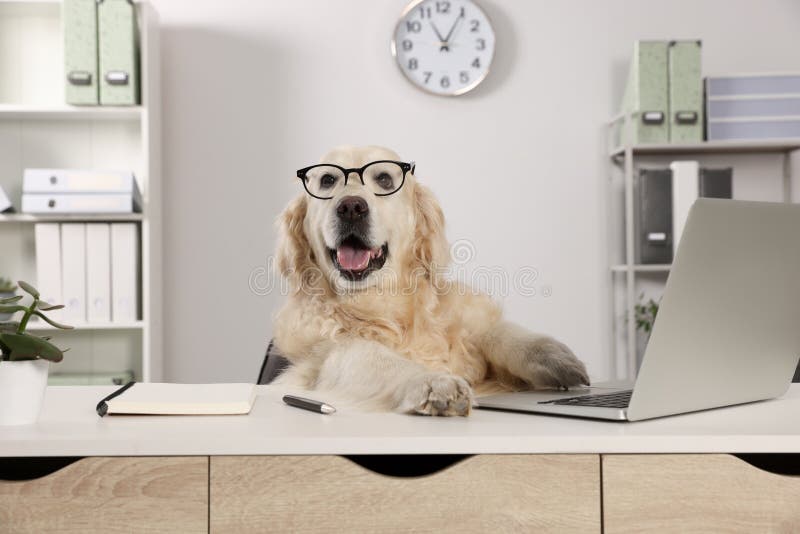 Cute Retriever Sitting at Workplace in Office. Working Atmosphere Stock ...