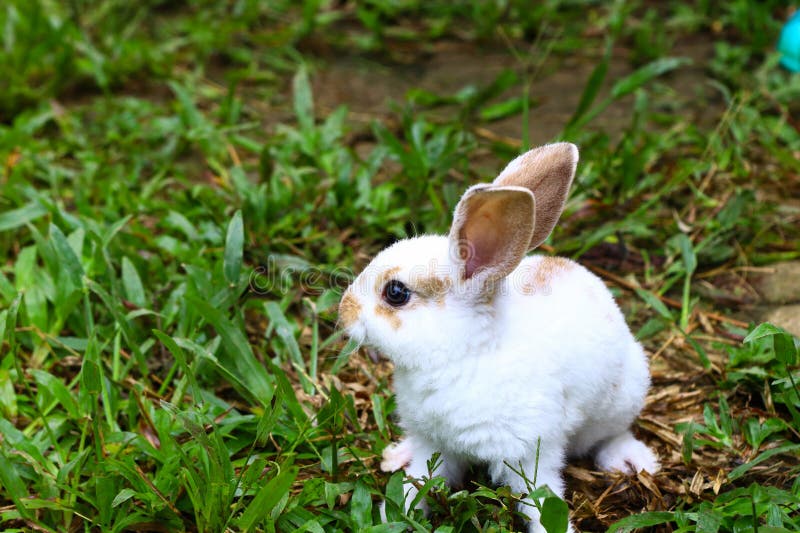 Cute Rex Rabbit Eating Grass. Stock Image - Image of meadow, agouti ...