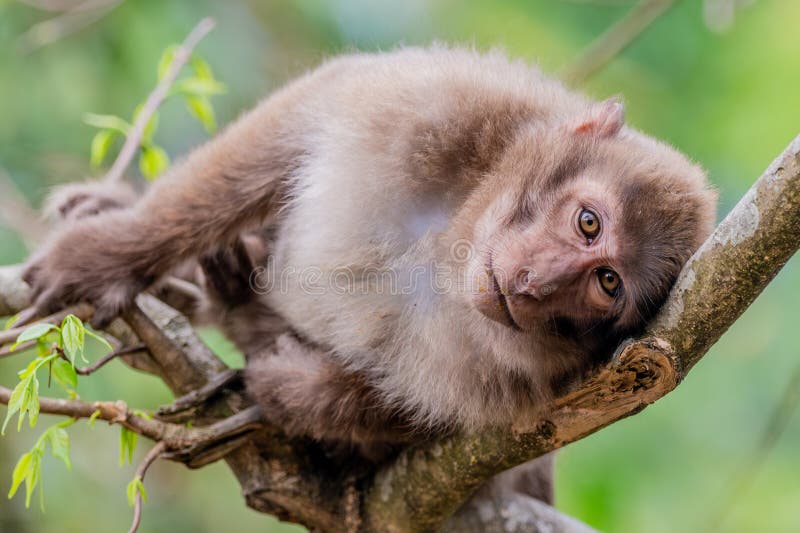 Cute Rhesus Macaque (Macaca Mulatta) on the Tree in the Forest. India ...