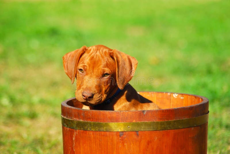 Cute Rhodesian Ridgeback stock photo. Image of attentive - 973850