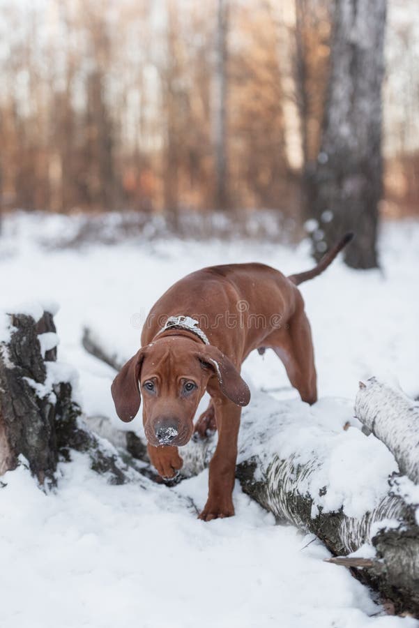 Cute Rhodesian Ridgeback stock photo. Image of attentive - 973850