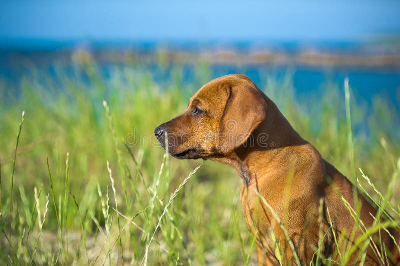 Rhodesian Ridgeback dog stock image. Image of animal, hill - 2101221