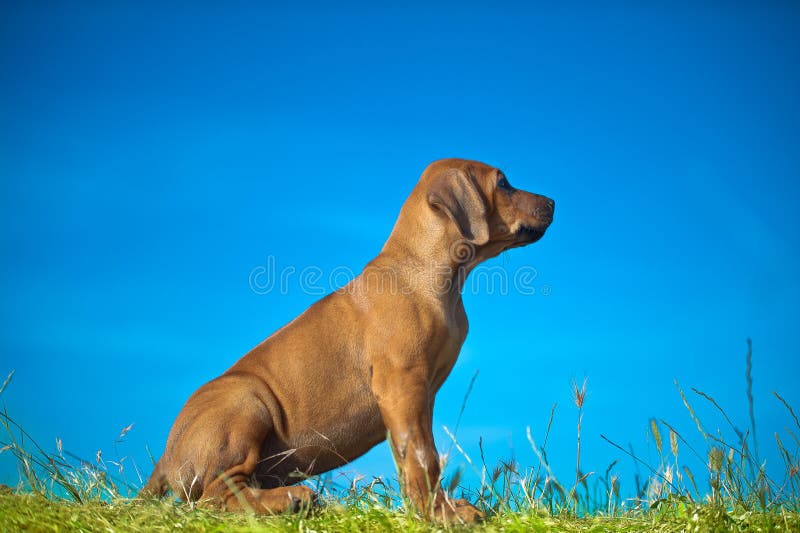 Cute Rhodesian Ridgeback Puppy Stock Image - Image of field, nature ...