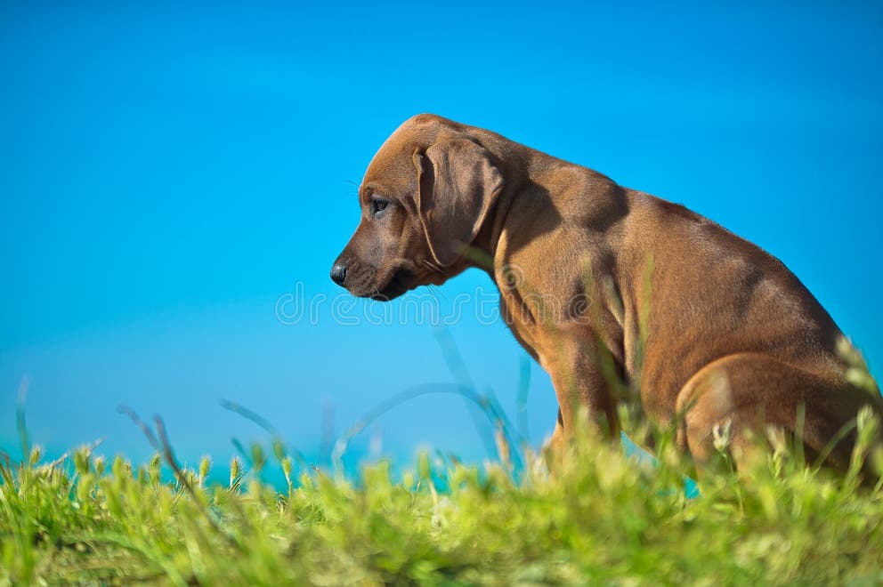Cute Rhodesian Ridgeback Puppy Stock Image - Image of puppy, brown ...