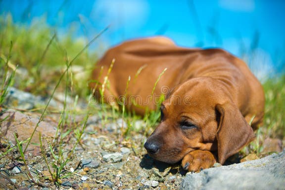 Cute Rhodesian Ridgeback Puppy Stock Photo - Image of park, flower ...