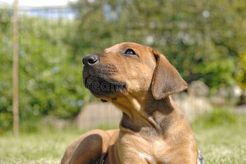 Liver Nose Rhodesian Ridgeback Puppy Stock Photo - Image of brown ...