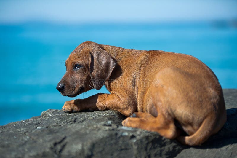 Cute Rhodesian Ridgeback Puppy at the Sea Stock Image - Image of lying ...
