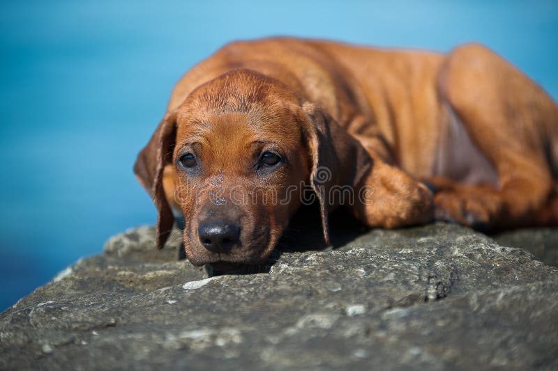 Rhodesian Ridgeback Standing Stock Photo - Image of back, domestic: 4640816