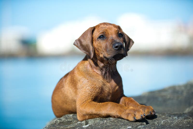 Cute Rhodesian Ridgeback Puppy at the Sea Stock Image - Image of cute ...