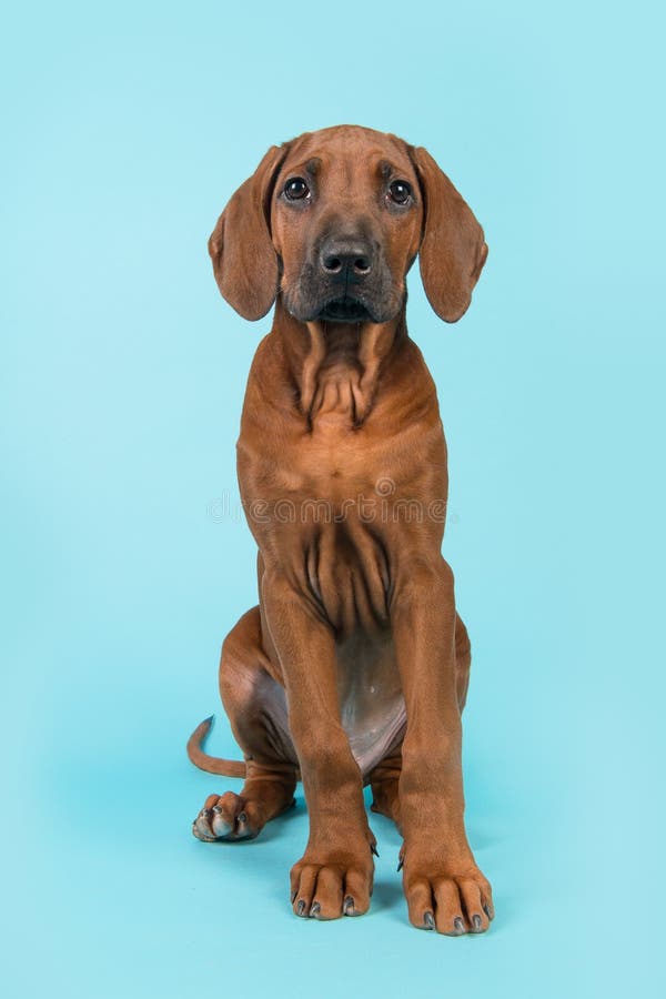 Cute Rhodesian Ridgeback Puppy Sitting Blue Background Stock Photos ...