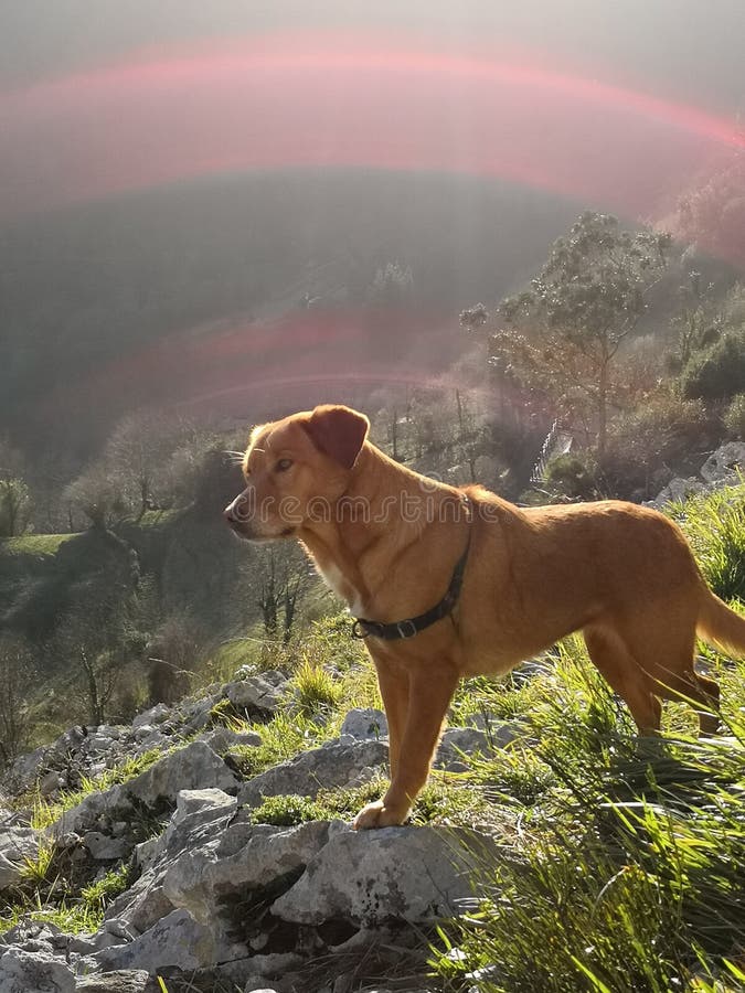 Cute Rhodesian Ridgeback Standing on a Hill Covered in the Rocks and ...
