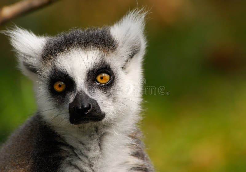 Cute Ring-tailed Lemur Picture. Image: 5214924