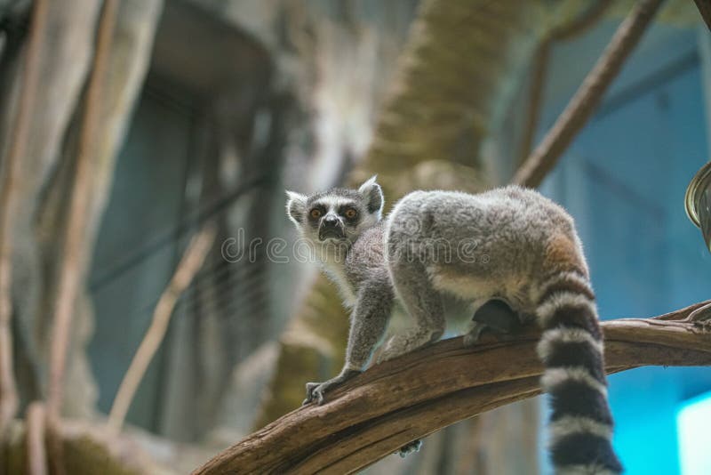 Cute Ring-tailed Lemur Standing on the Tree Branch Stock Photo - Image ...