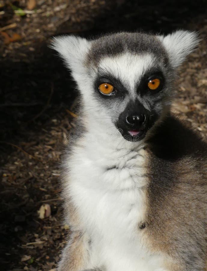 Cute Ringtailed Lemur stock photo. Image of round, ringtailed - 119730866
