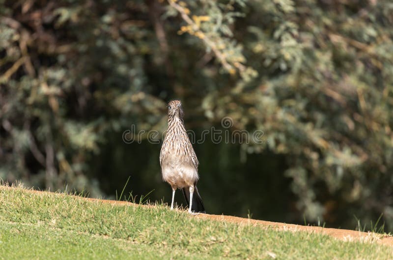 Cute Roadrunner in Arizona stock photo. Image of nature - 236832930