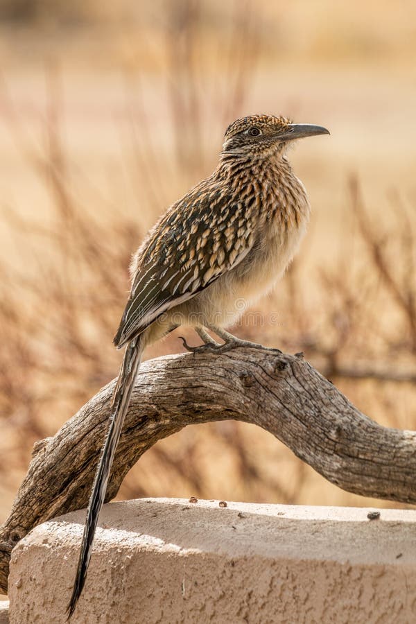 Cute Roadrunner on Log stock photo. Image of cuckoo - 110637362