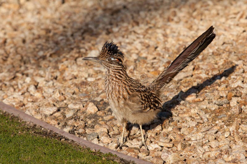 Cute Roadrunner stock image. Image of california, wild - 46804731