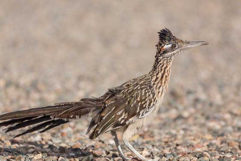Cute Roadrunner In The Desert Stock Photo - Image of arizona, wild ...