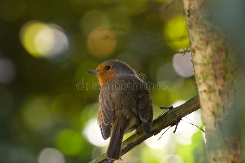 Cute robin stock image. Image of beauty, tree, garden - 3544625