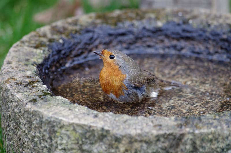 A Cute Robin in a Bird Bath Stock Photo - Image of bathes, erithacus ...