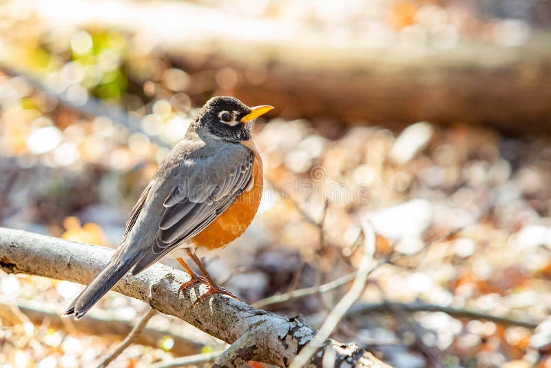 Cute Robin Bird Close Up Portrait in Spring Stock Image - Image of ...