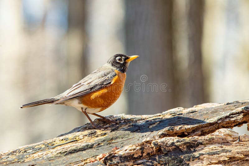 Cute Robin Bird Close Up Portrait in Spring Stock Photo - Image of ...