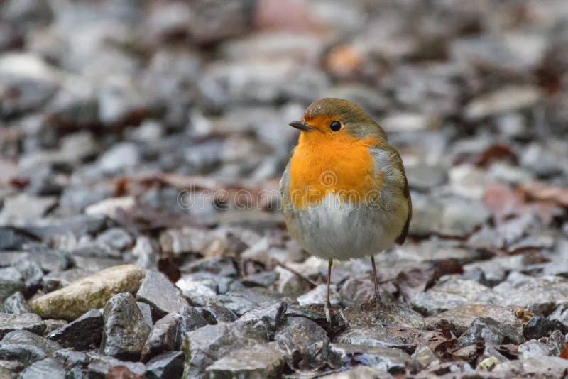 Cute Robin Erithacus Rubecula Stock Photo - Image of orange, british ...
