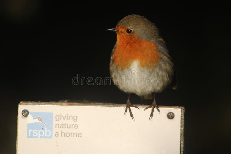 Cute Robin on Notice at Nature Reserve Editorial Photo - Image of ...
