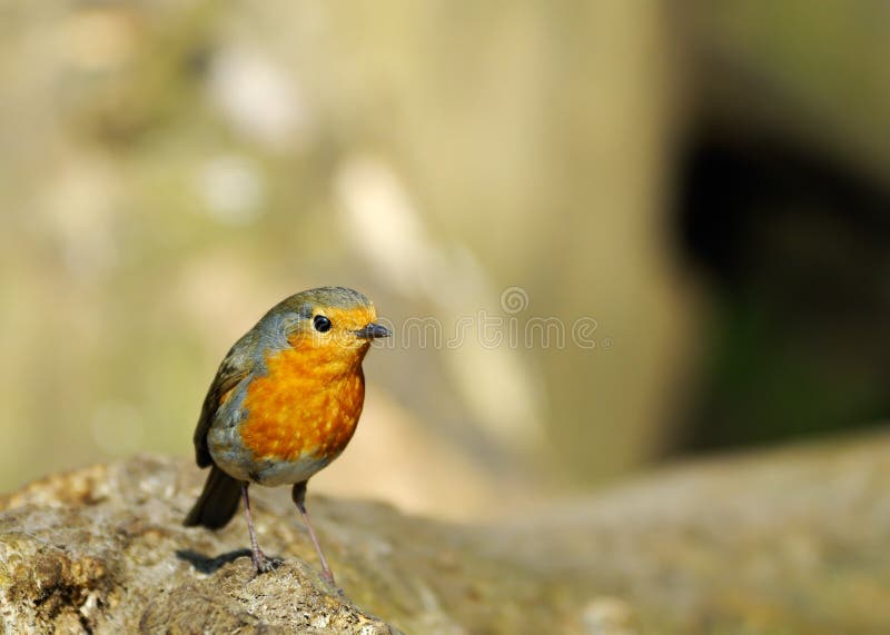 Cute Robin on Snow in Winter Stock Image - Image of perching, erithacus ...