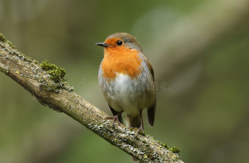 A Cute Robin, Redbreast, Erithacus Rubecula, Perching on a Branch of a ...