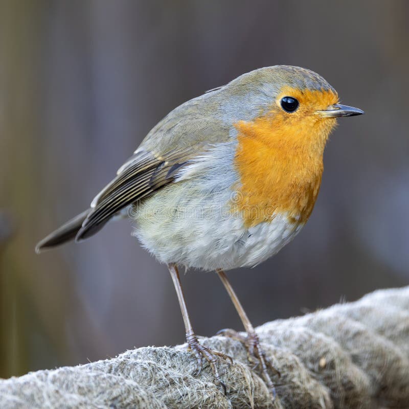Cute robin on the rope stock photo. Image of wildlife - 357333742