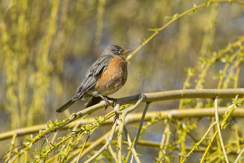Cute Robin on Snow in Winter Stock Image - Image of animal, little ...