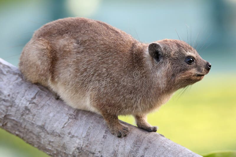 Cute Rock Hyrax Animal stock image. Image of safari, head - 38203111
